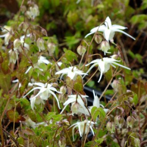 Epimedium 'Creeping Yellow' - Dorset Perennials