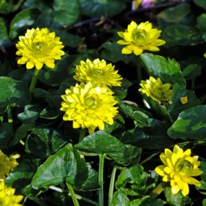 Ficaria verna Flore Pleno Group (Ranunculus ficaria) - Dorset Perennials