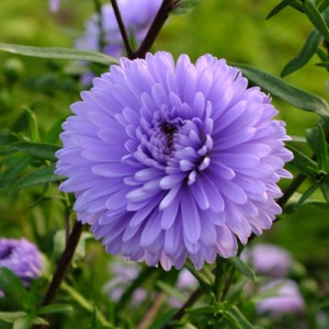 Aster novi-belgii 'Marie Ballard' - Dorset Perennials