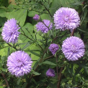 Aster novi-belgii 'Marie Ballard' - Dorset Perennials