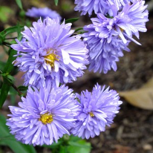 Aster novi-belgii 'Marie Ballard' - Dorset Perennials
