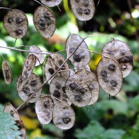 Lunaria annua 'Corfu Blue' - Honesty - Dorset Perennials