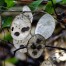 Lunaria annua 'Corfu Blue' - Honesty - Dorset Perennials