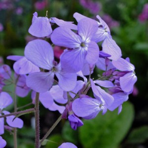 Lunaria annua 'Corfu Blue' - Honesty - Dorset Perennials