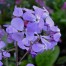 Lunaria annua 'Corfu Blue' - Honesty - Dorset Perennials