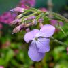 Lunaria annua 'Corfu Blue' - Honesty - Dorset Perennials