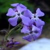Lunaria annua 'Corfu Blue' - Honesty - Dorset Perennials