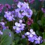 Lunaria annua 'Corfu Blue' - Honesty - Dorset Perennials