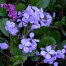 Lunaria annua 'Corfu Blue' - Honesty - Dorset Perennials