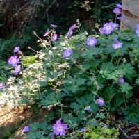 Geranium 'Rozanne' (Geranium 'Jolly Bee') - Dorset Perennials