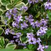 Lunaria annua 'Corfu Blue' - Honesty - Dorset Perennials