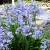 Agapanthus 'Peter Pan' - Dorset Perennials