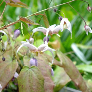 Epimedium acuminatum white - Dorset Perennials