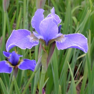 Iris 'Silver Edge' - Dorset Perennials