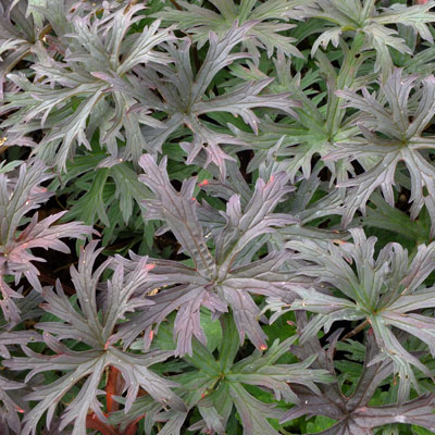 Geranium 'Femme Fatale' - Dorset Perennials