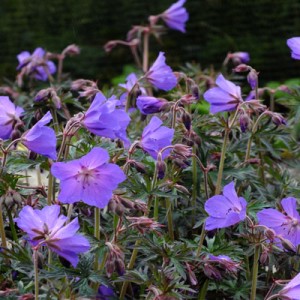 All Plants Archives - Page 5 of 12 - Dorset Perennials